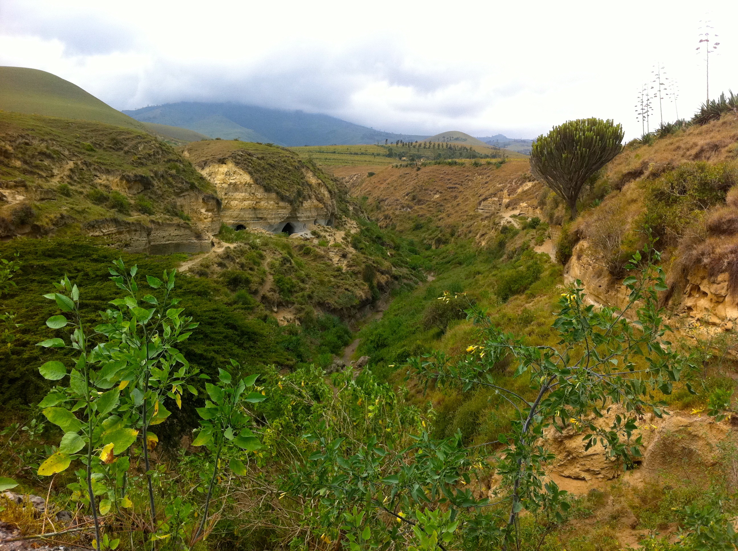 Swifts, Swallows, Martins – Flickering Spirits of an African Sky ...