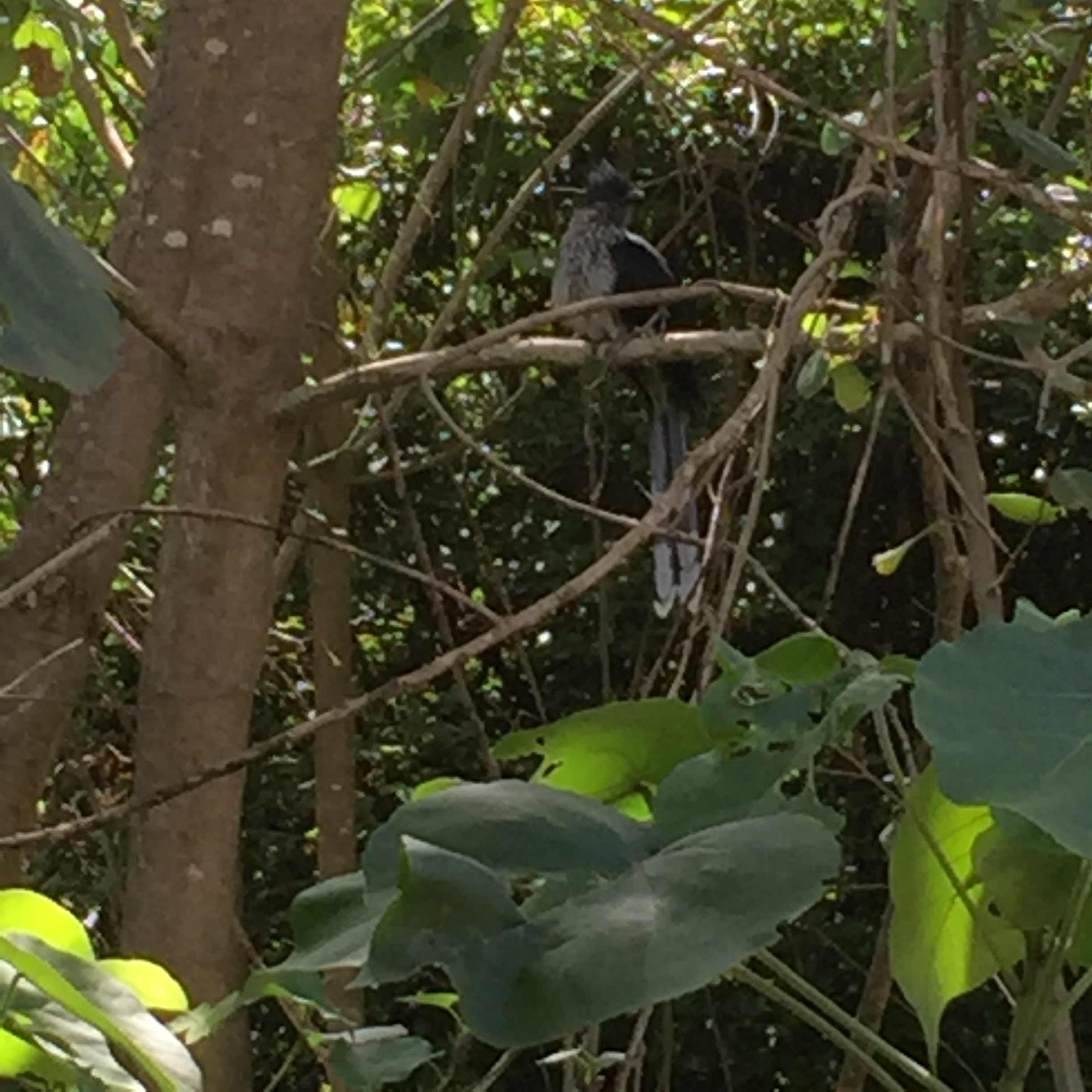 Birders Delight in a Concrete Jungle – Vagrant Mind